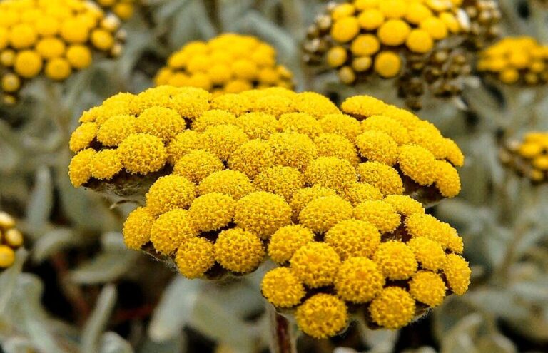 Fabelhafte Immortelle Pflanze Kaufen Bild
