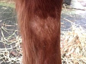 Sebacil Pferd Anwendung: Richtiges Vorgehen für effektive Behandlung ...