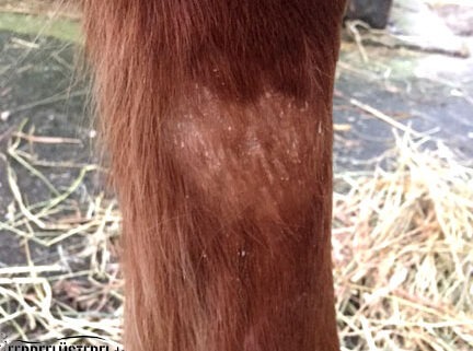 Sebacil Pferd Anwendung: Richtiges Vorgehen für effektive Behandlung ...