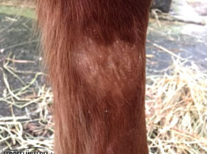 Sebacil Pferd: Anwendung, Tipps und Tricks für optimale Ergebnisse